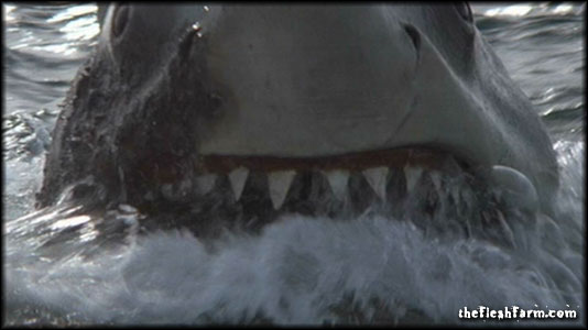 Picture of Jaws 2 (1978)