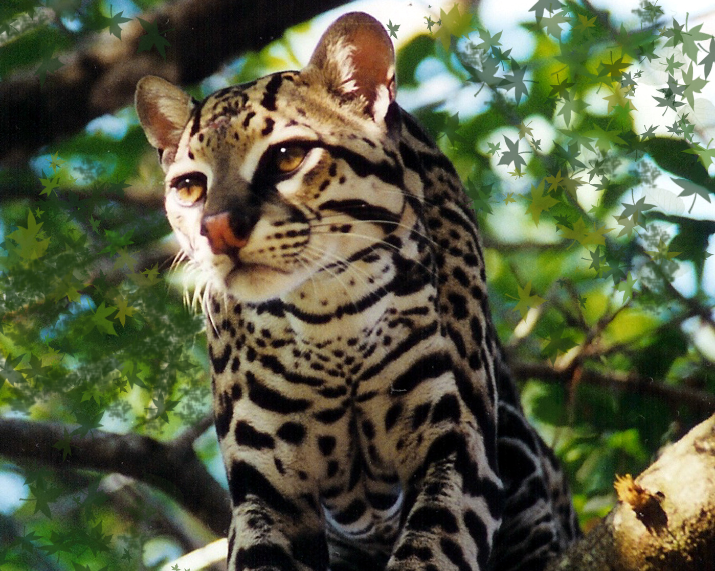 Ocelot