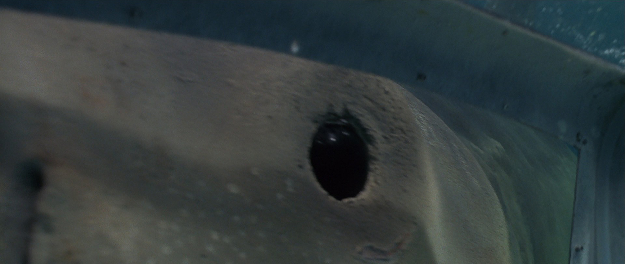 Picture of Jaws: The Revenge