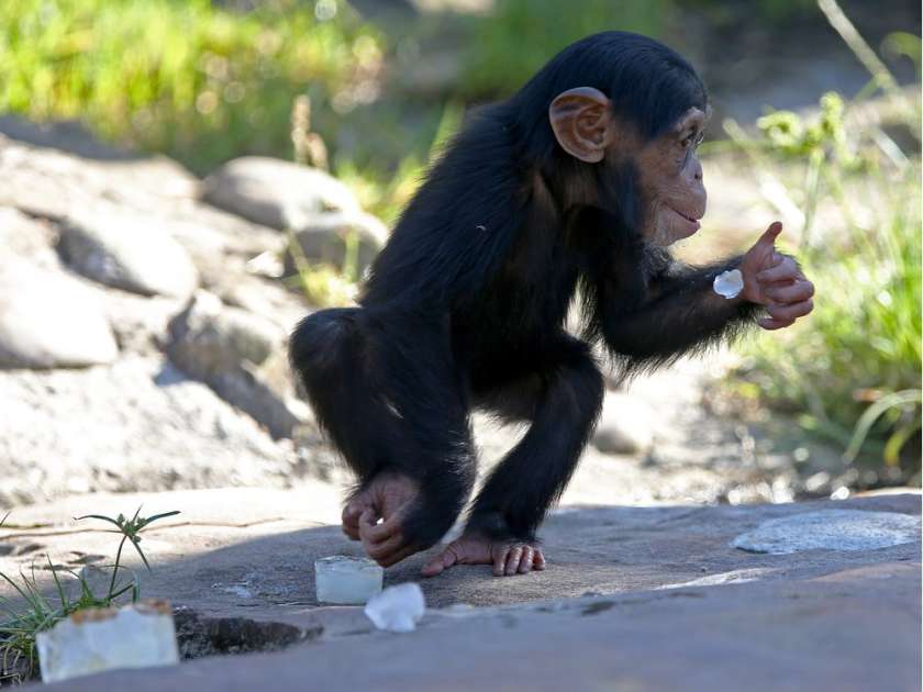 Baby Chimpanzee playing with ice cubes