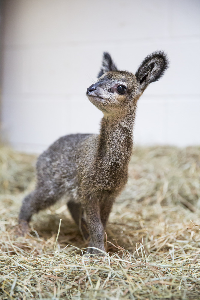 Baby Klipspringer