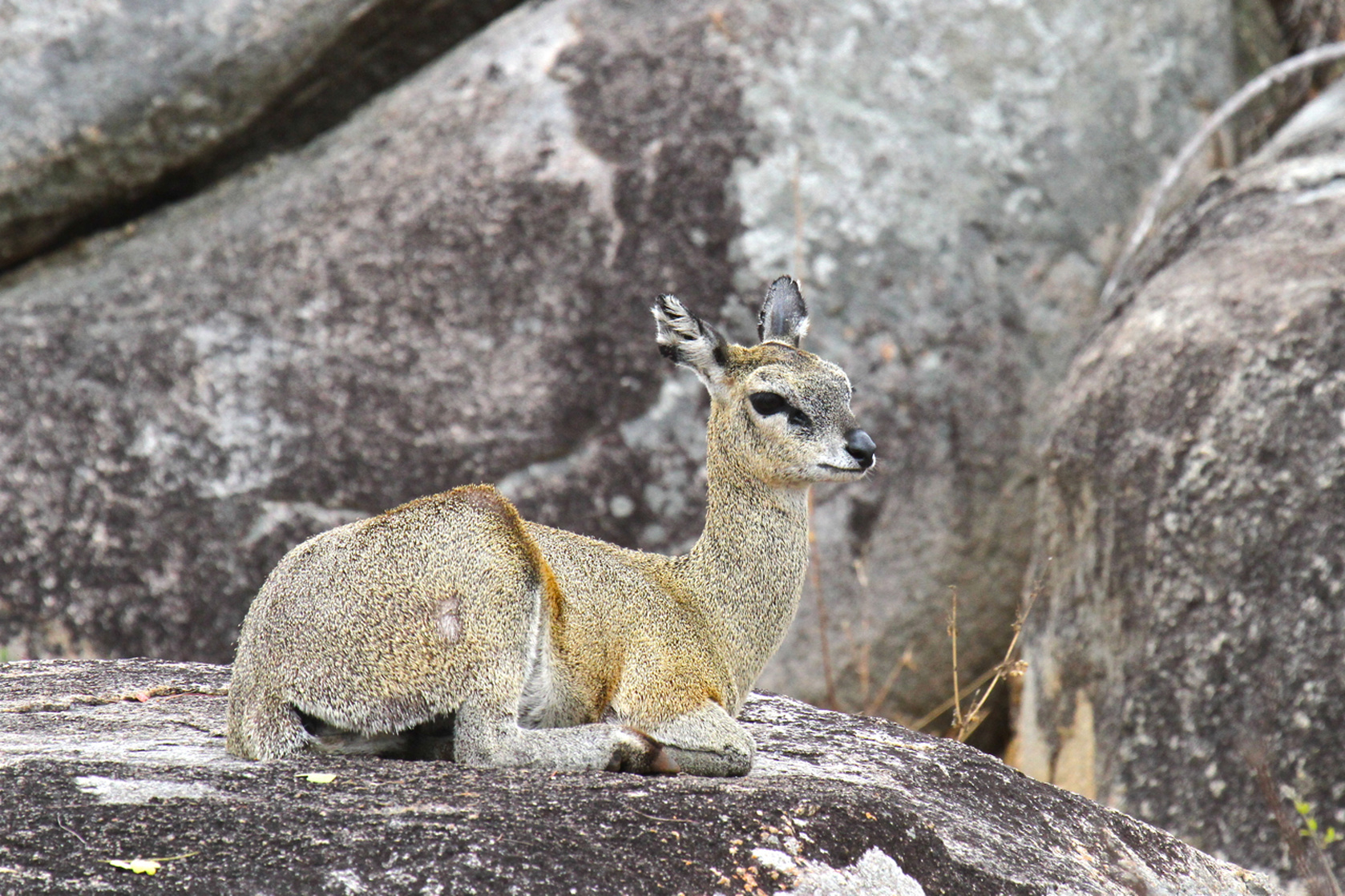 Klipspringer