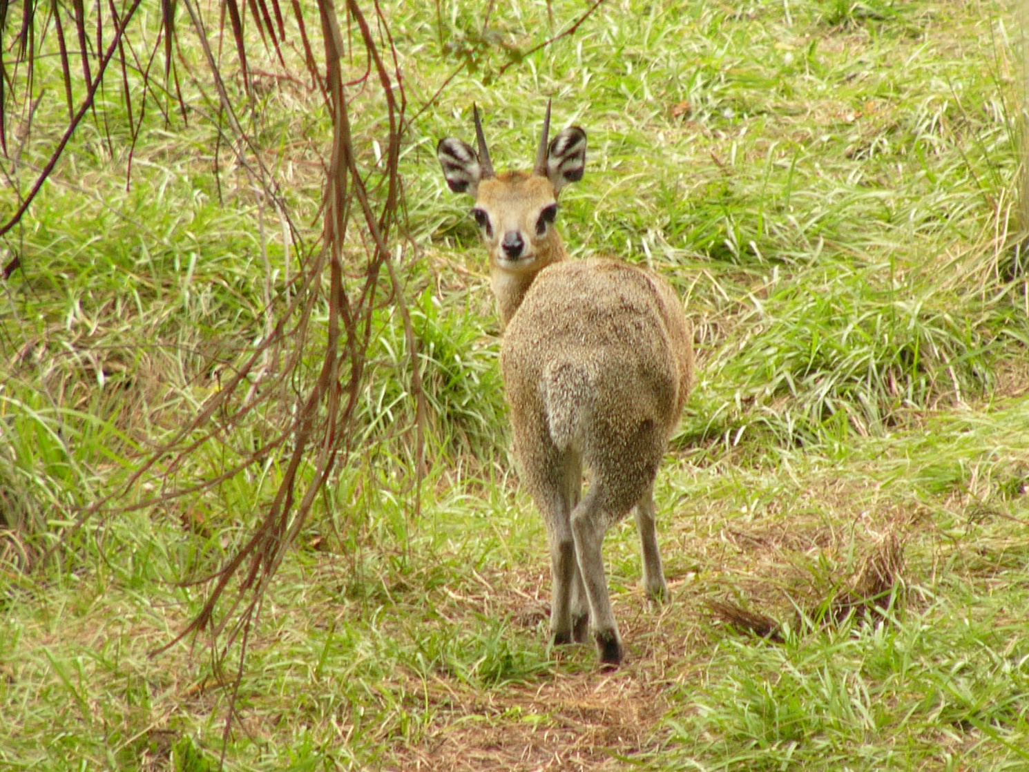 Klipspringer