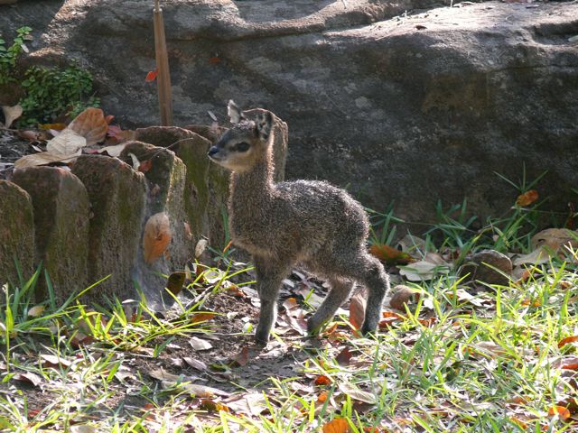 Baby Klipspringer