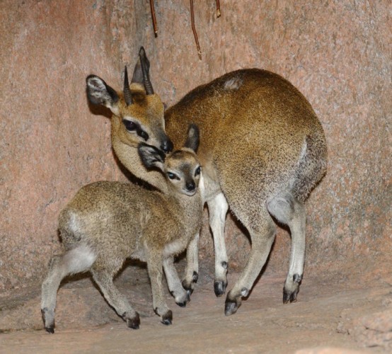 Klipspringer and baby