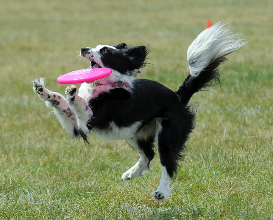 Picture of Frisbee