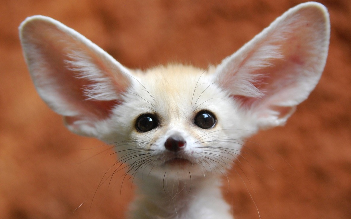 Fennec Fox cub