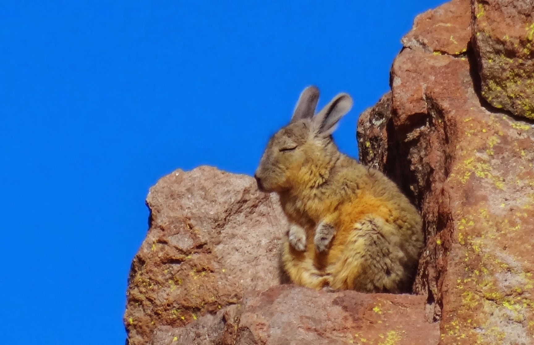 Austral Viscacha