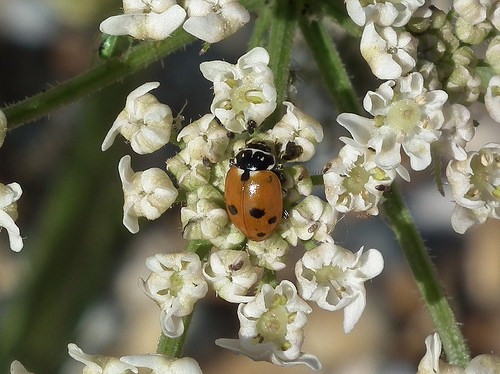 Adonis Ladybird