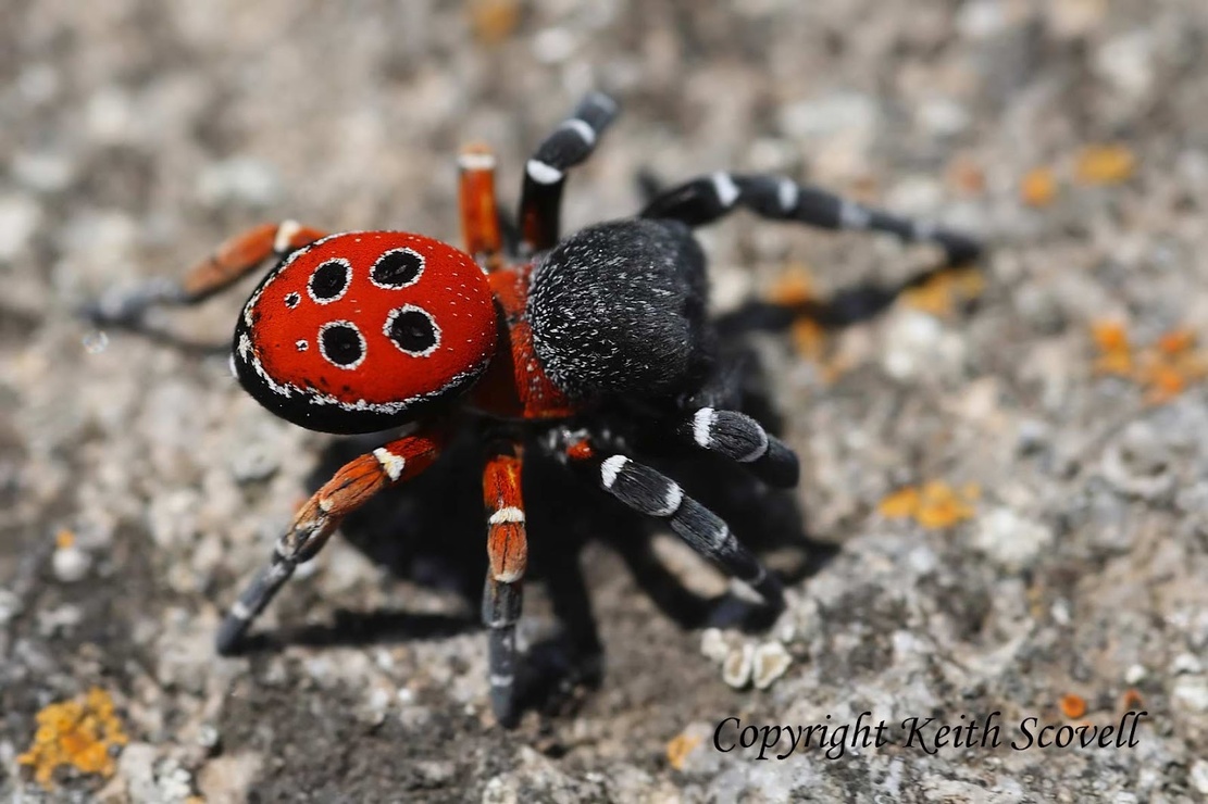 Ladybird Spider