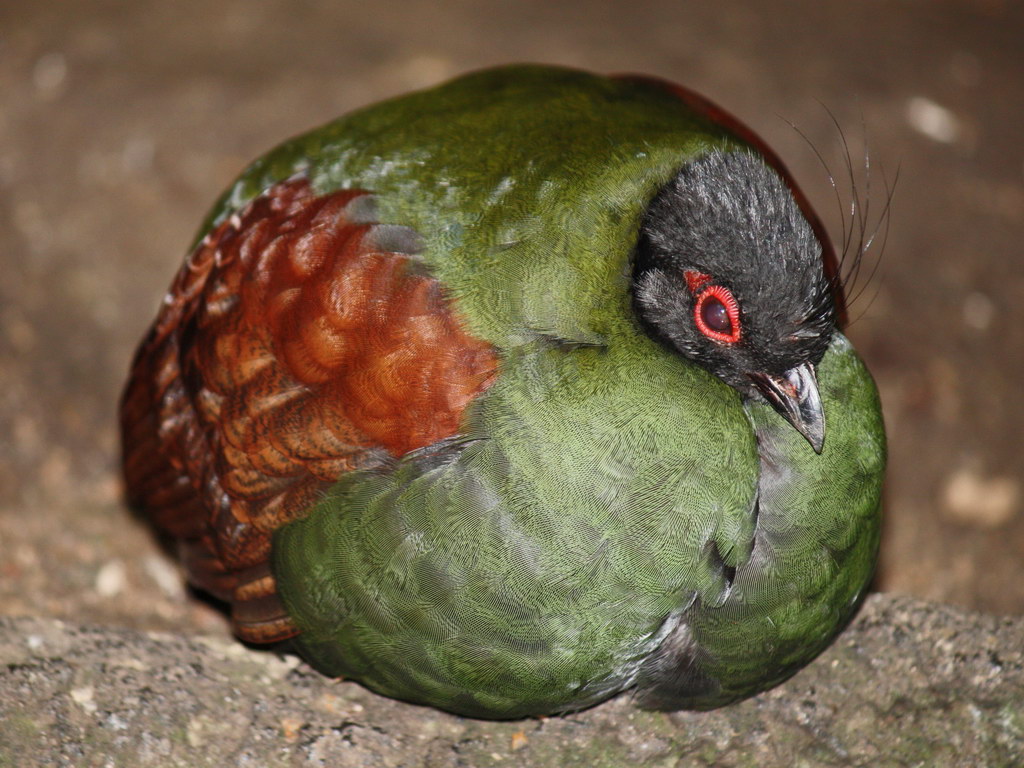 Female Crested Wood Partridge