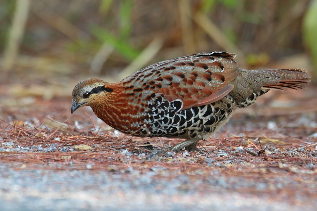 Mountain Bamboo Partridge