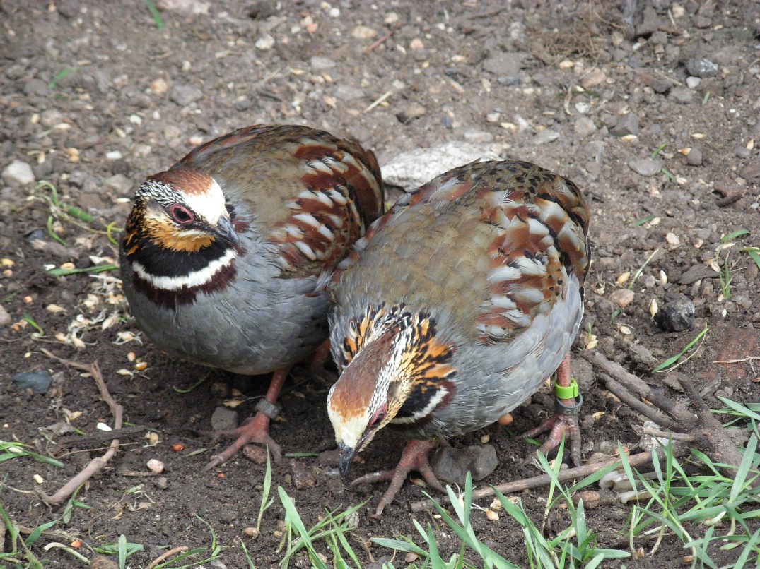 White-necklaced Partridges