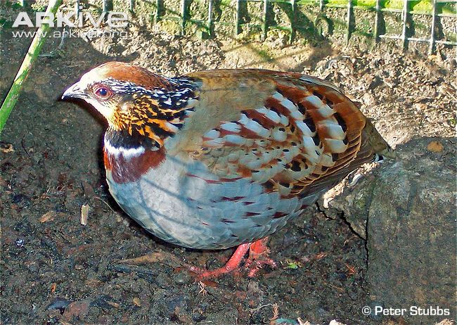 White-necklaced Partridge