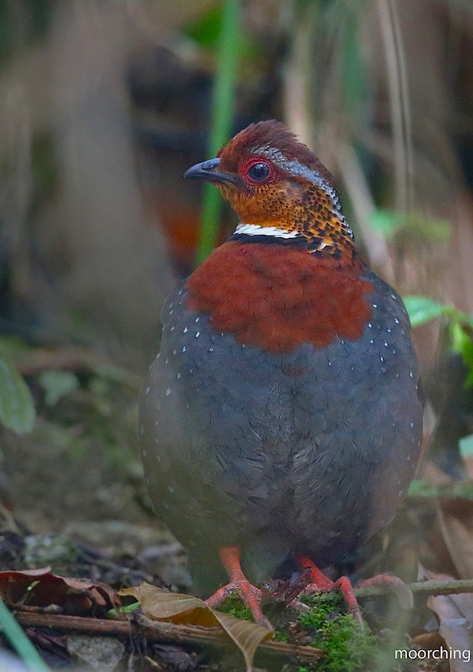 Chestnut-breasted Partridge