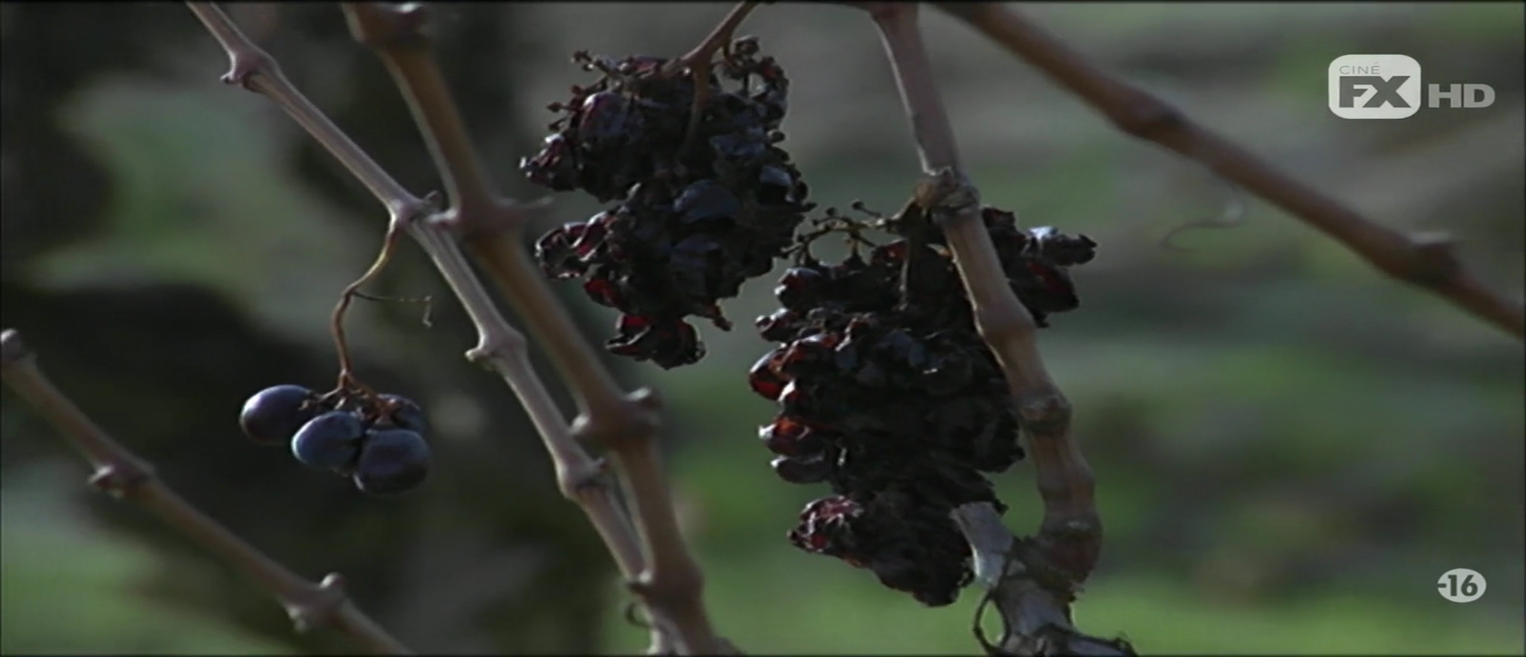 Picture of The Grapes of Death