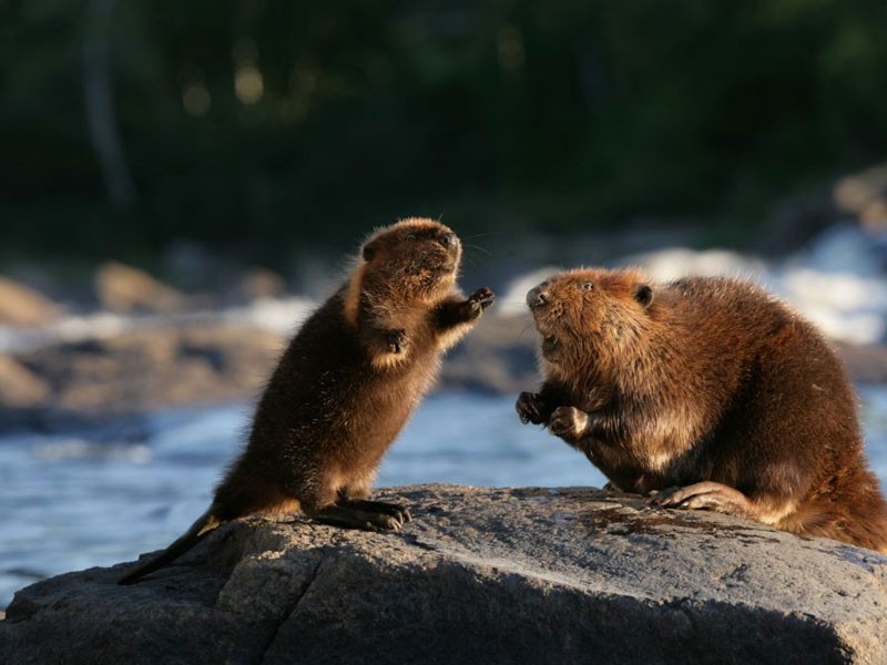 Picture of White Tuft