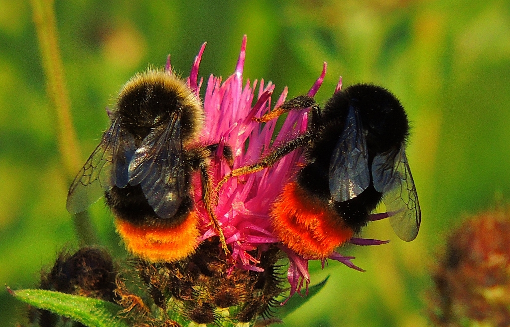 Red-tailed Bumble Bees