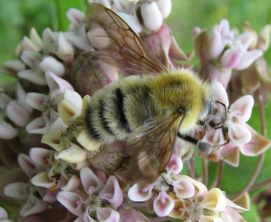 Confusing Bumble Bee