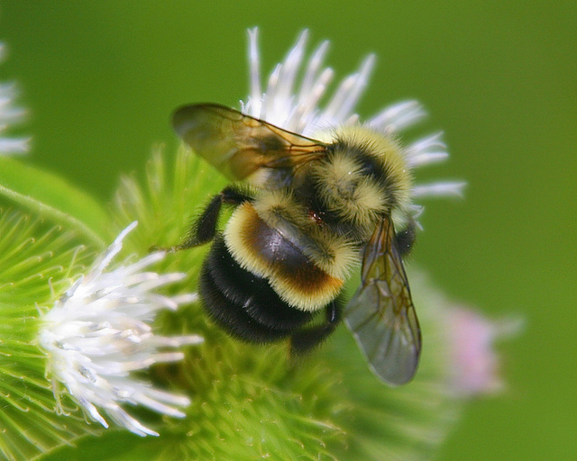Rust-patched Bumble Bee