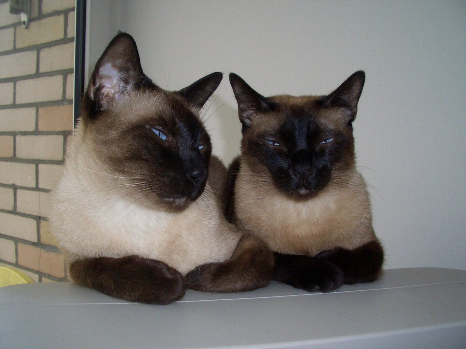 Siamese Cats