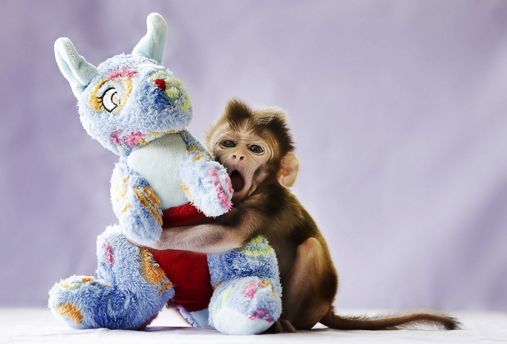 Baby Rhesus Macaque Monkey