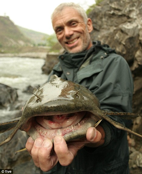 Goonch catfish