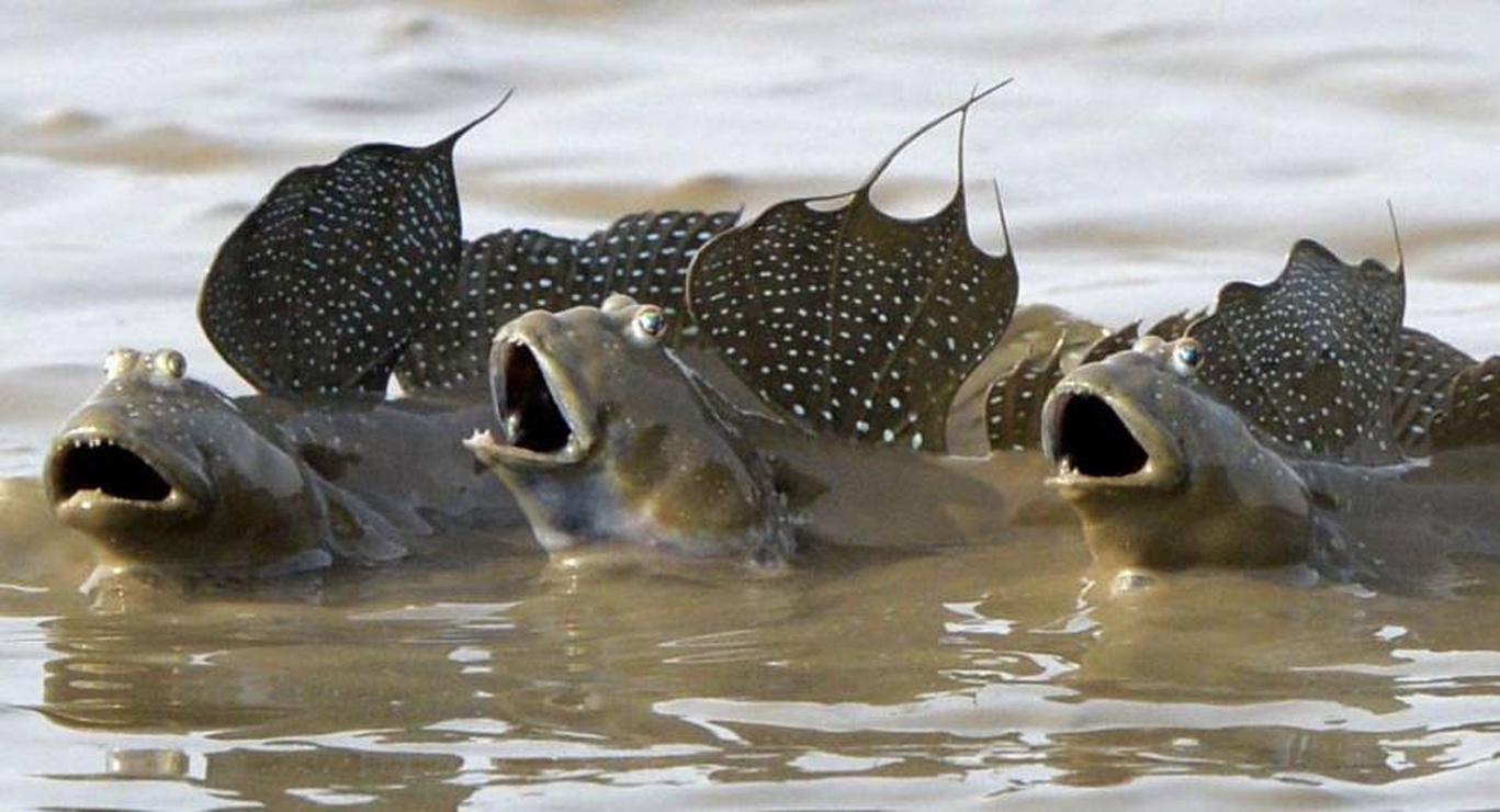 Mudskippers