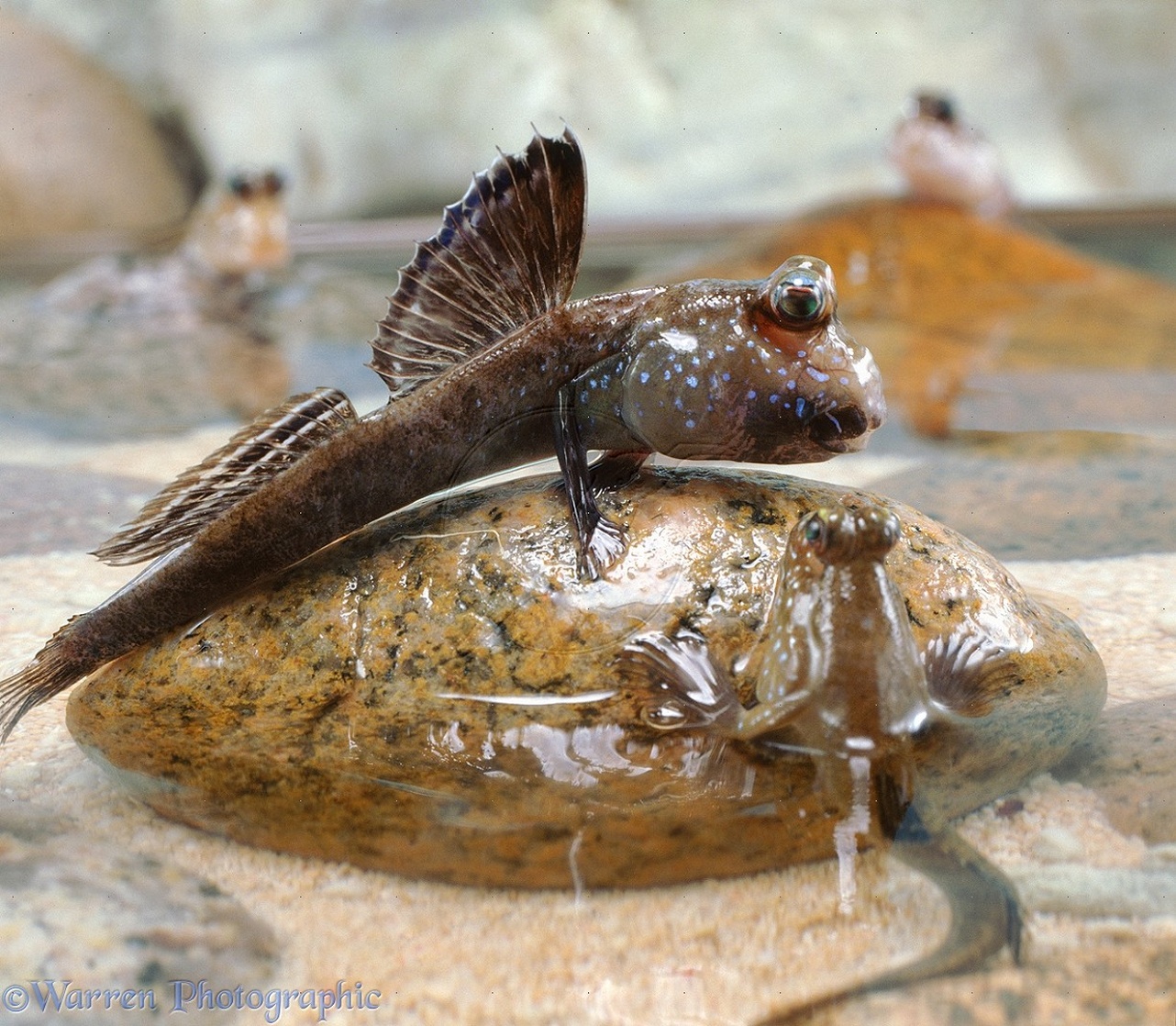 Mudskipper