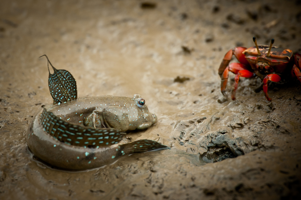 Mudskipper and Fiddler Crab