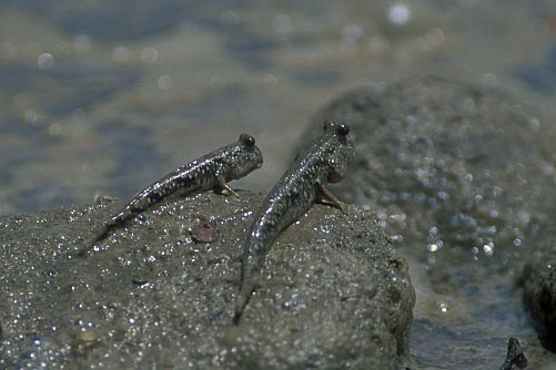 Common Mudskippers