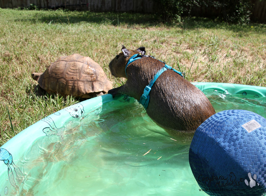 Tortoise and Capybara