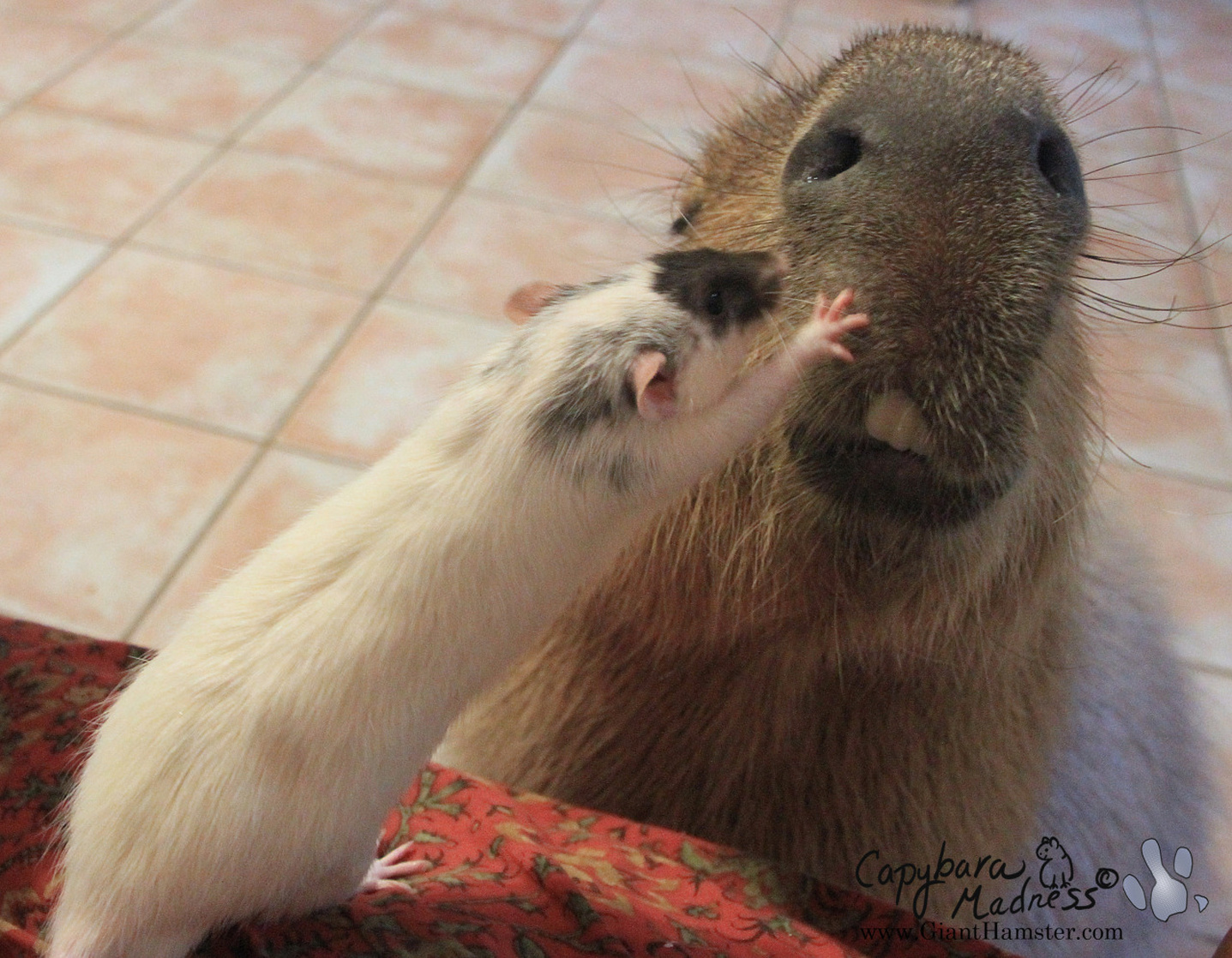 Rat and Capybara