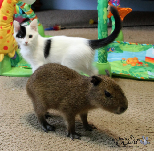 Kitten and Capybara