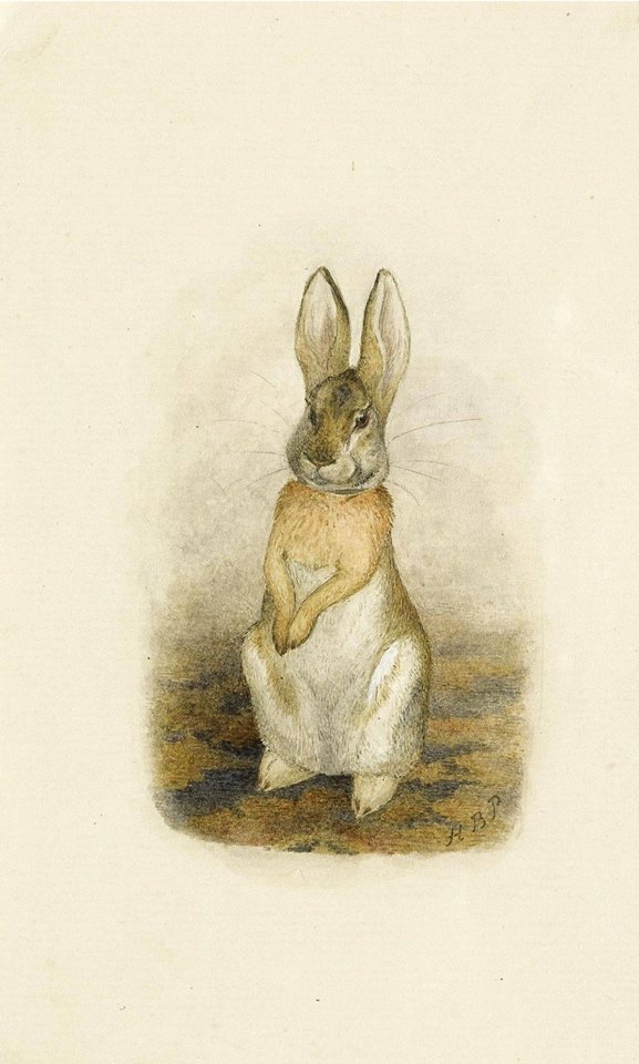 beatrix 's peter rabbit