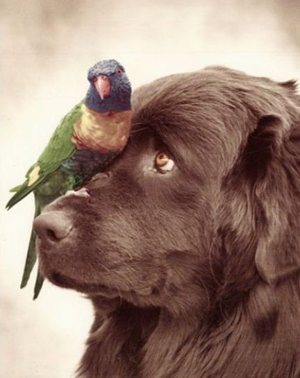 Parrot and Dog