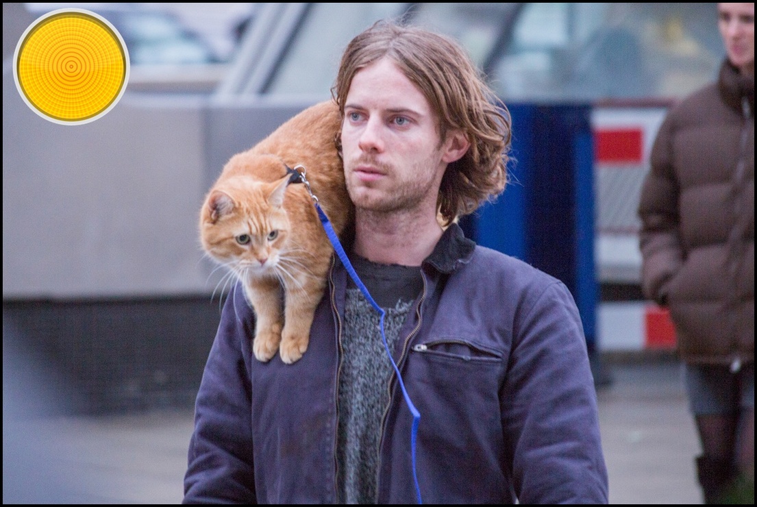 Picture of A Street Cat Named Bob