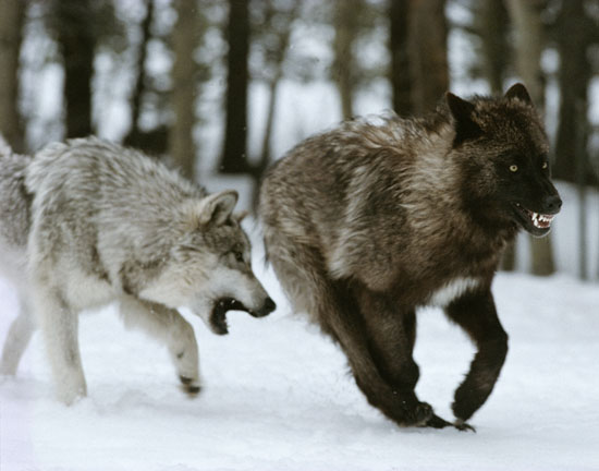 Picture of Living With Wolves