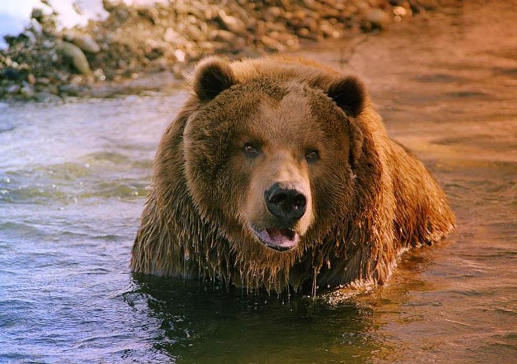 Image of Bart the Bear