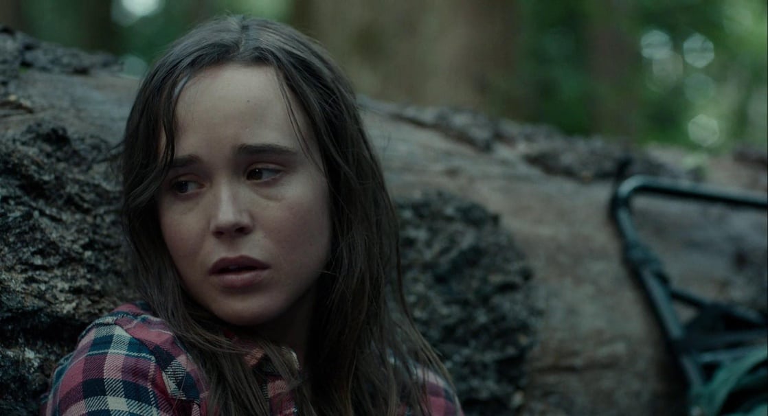 Picture of Into the Forest