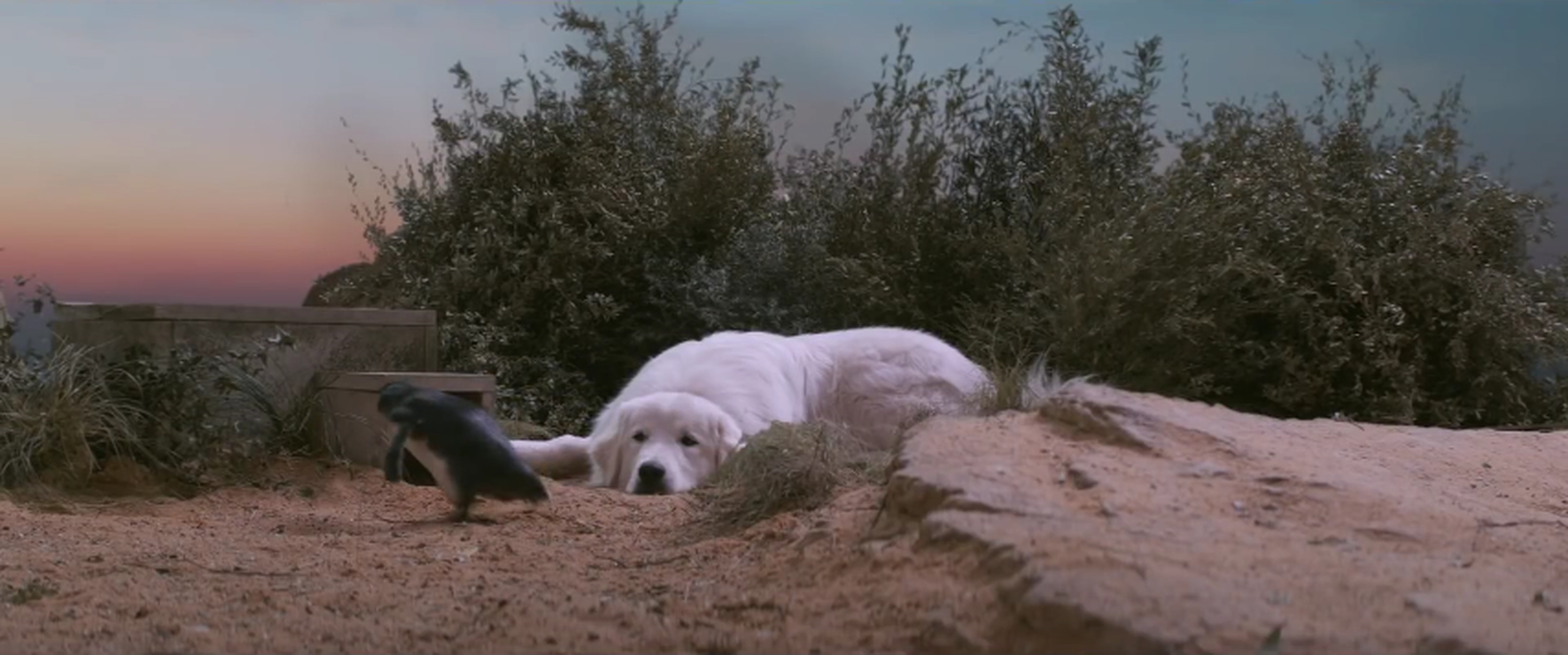 Picture of Oddball and the Penguins