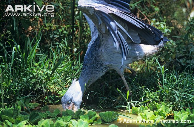 Shoebill