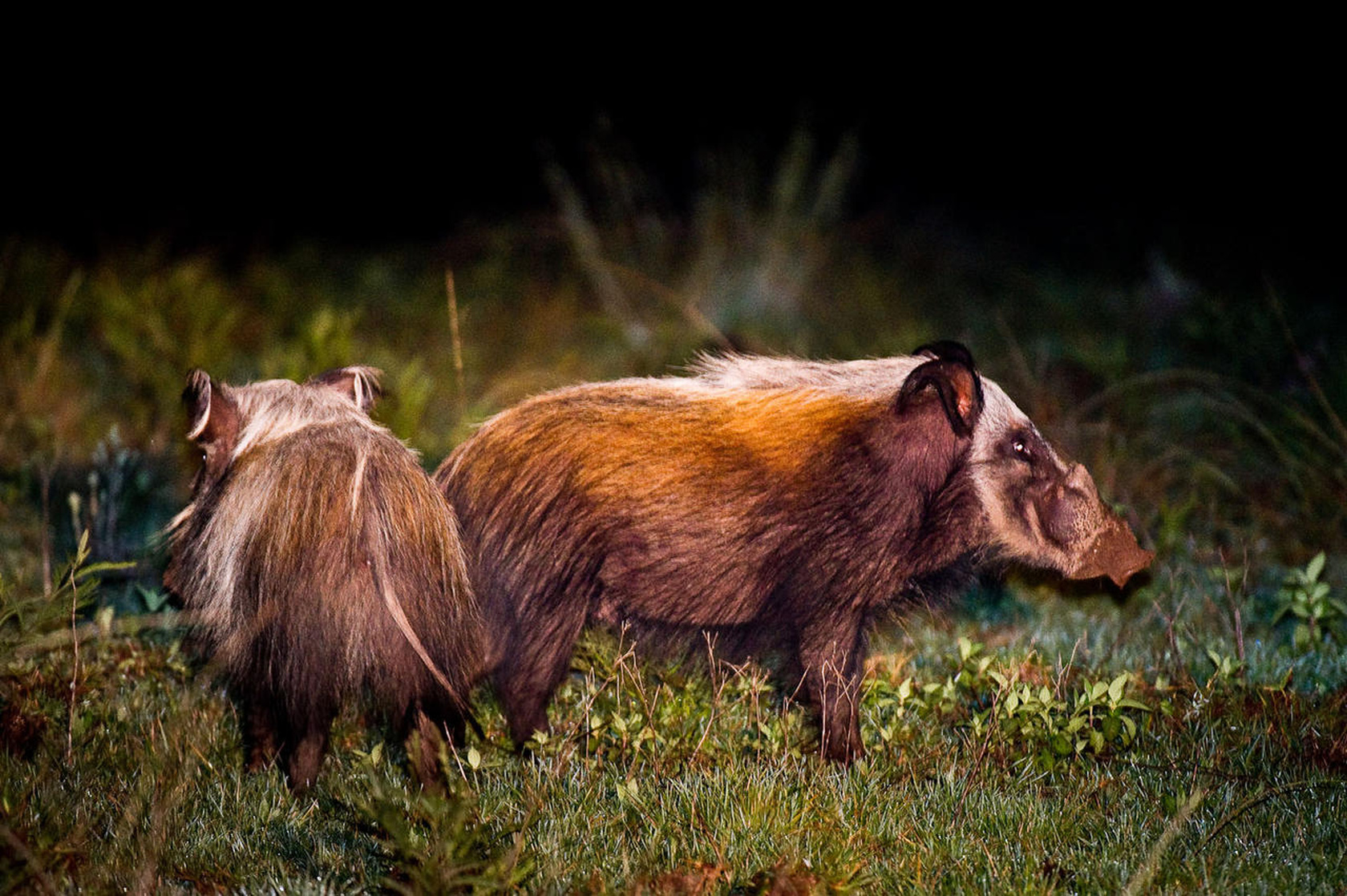 Red River Hogs