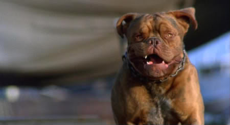 Picture of Beasley the Dog