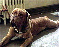 Beasley the Dog image