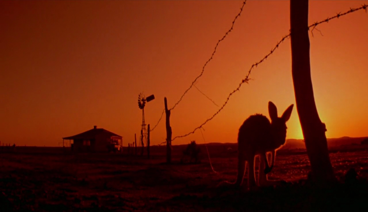 Picture of Razorback