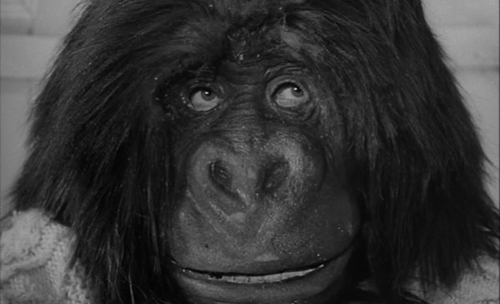 Morgan: A Suitable Case for Treatment image