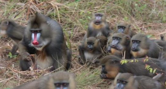 Mandrills