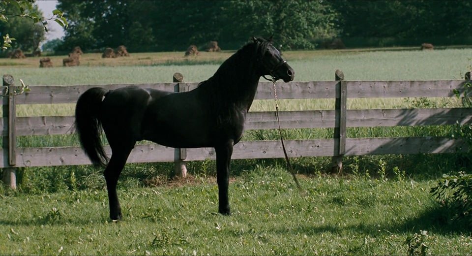 Image of The Black Stallion
