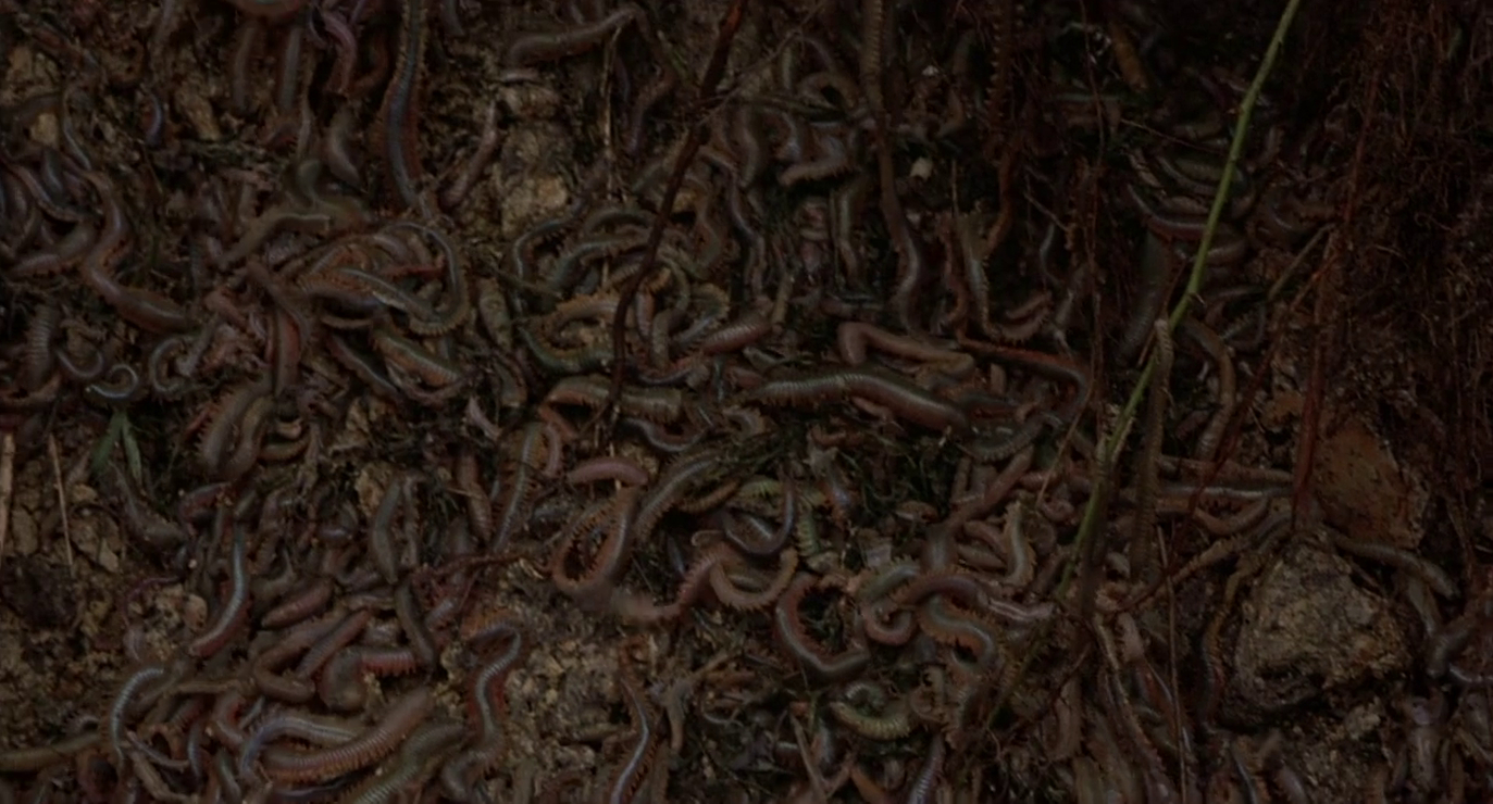 Picture of Squirm